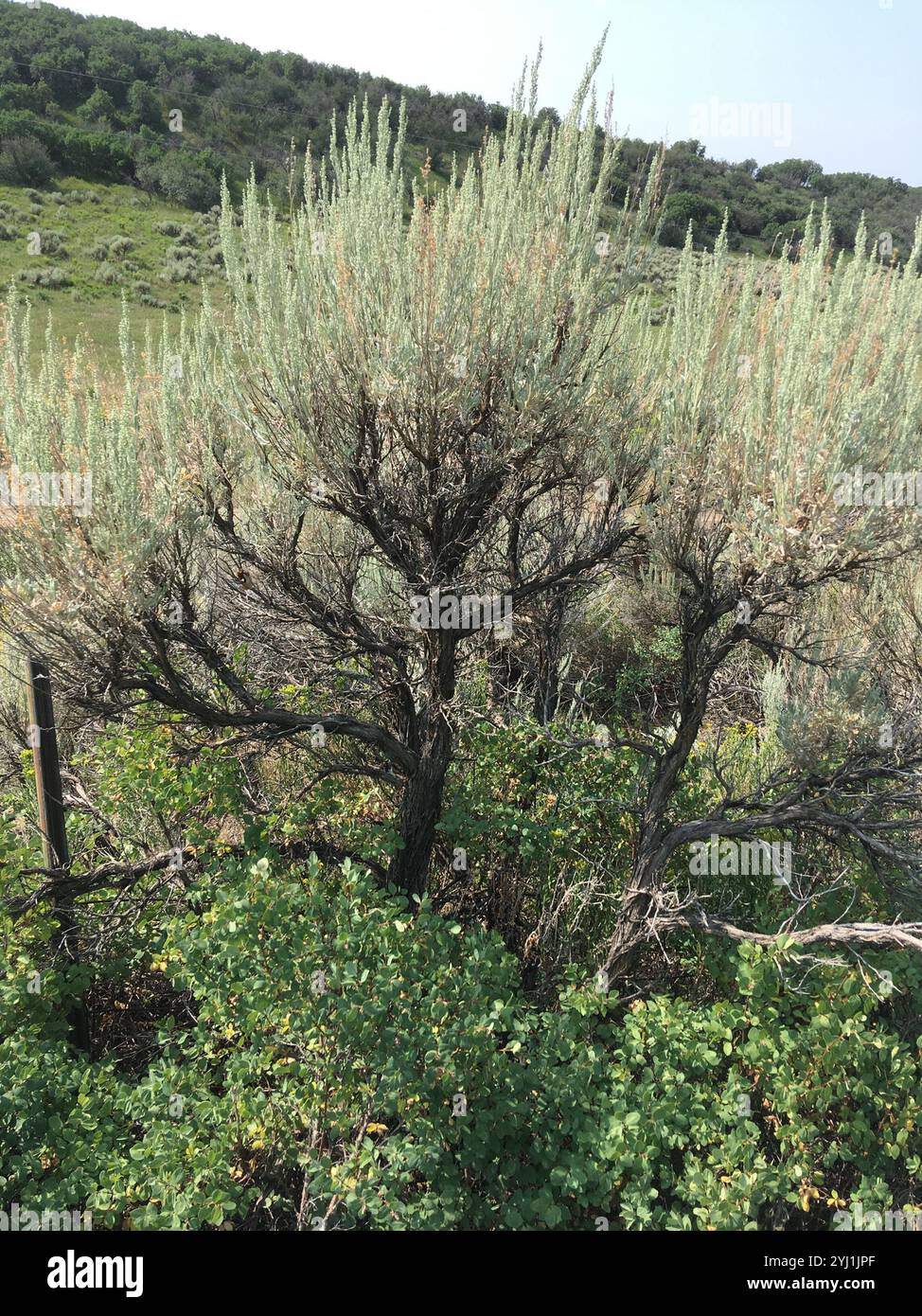 Big Sagebrush (Artemisia tridentata Stock Photo - Alamy