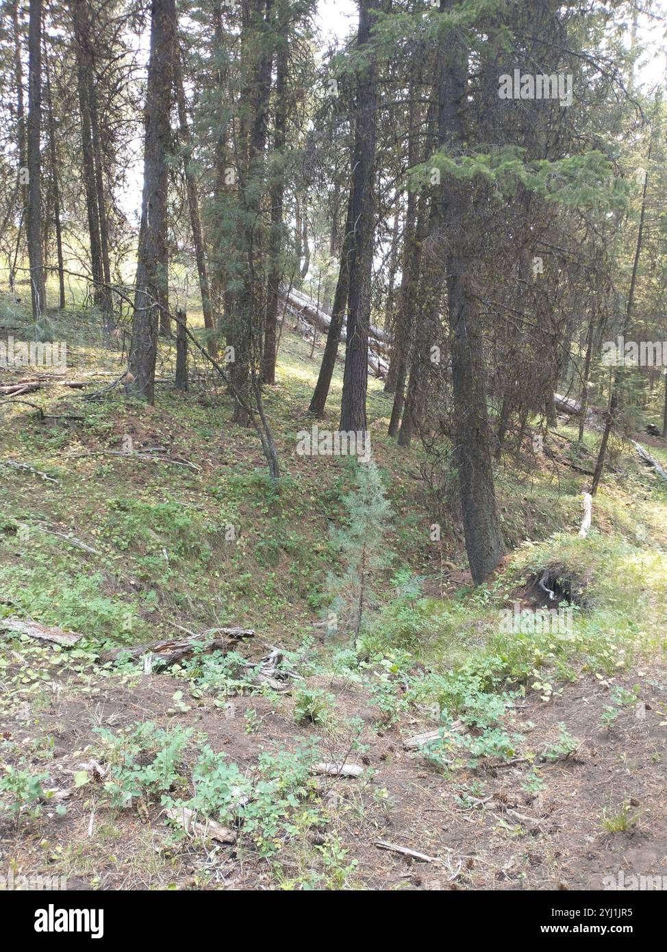 western juniper (Juniperus occidentalis Stock Photo - Alamy