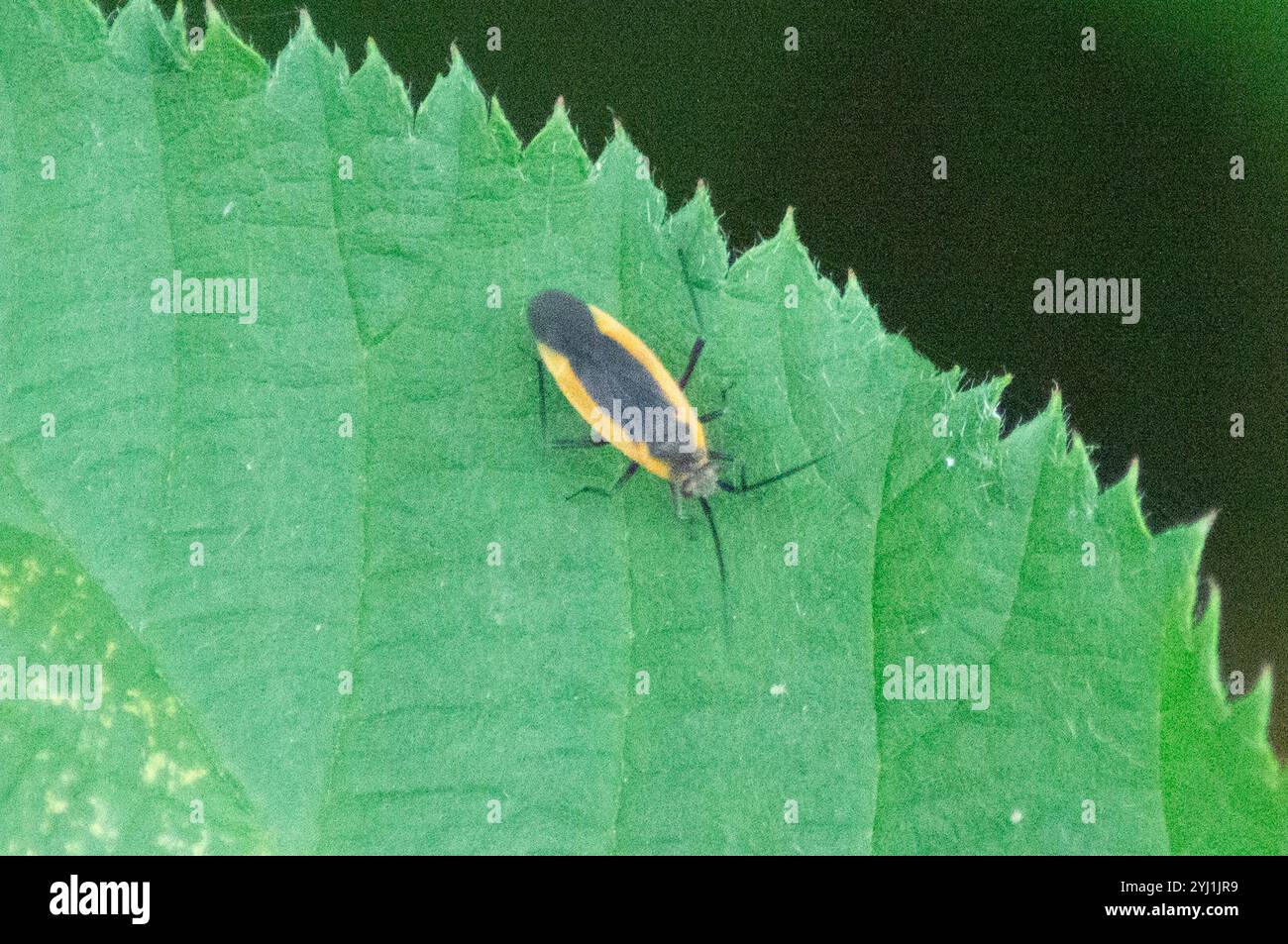 Scarlet Plant Bugs (Lopidea Stock Photo - Alamy
