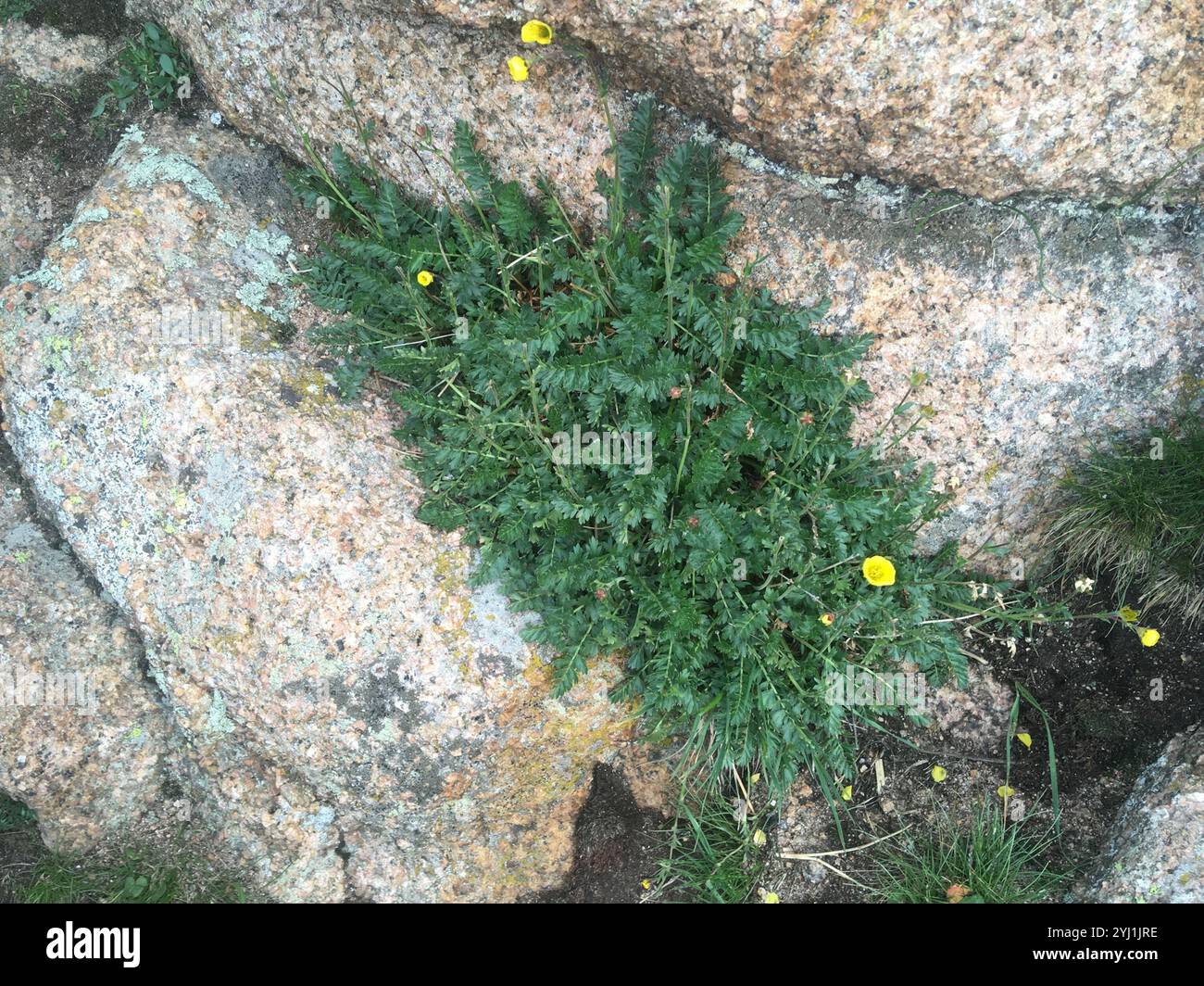 Ross' Avens (Geum rossii Stock Photo - Alamy