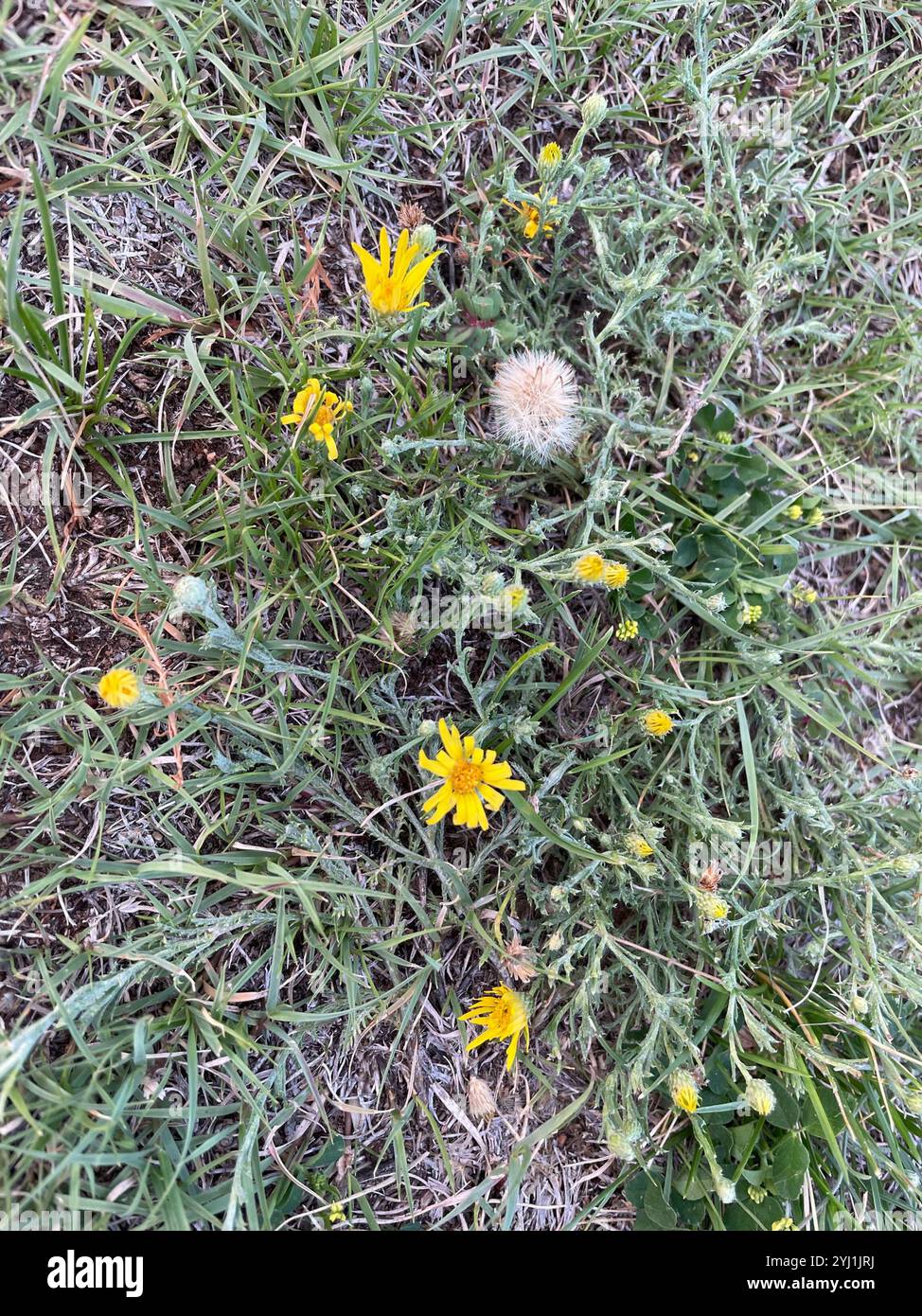 Spiny Goldenweed (Xanthisma spinulosum Stock Photo - Alamy