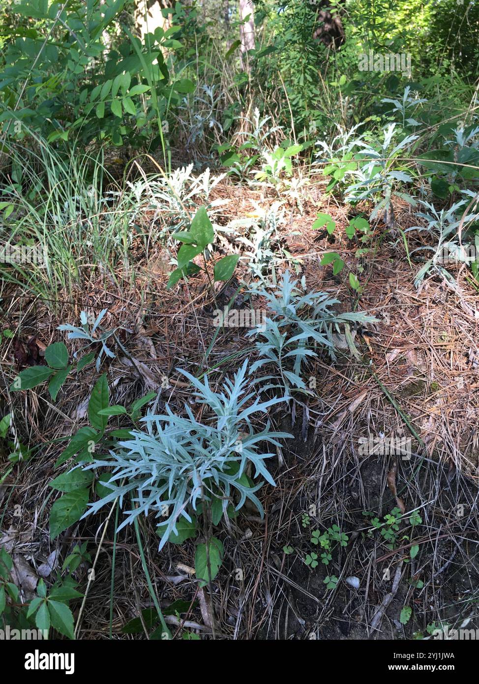 Silver Wormwood (Artemisia ludoviciana Stock Photo - Alamy