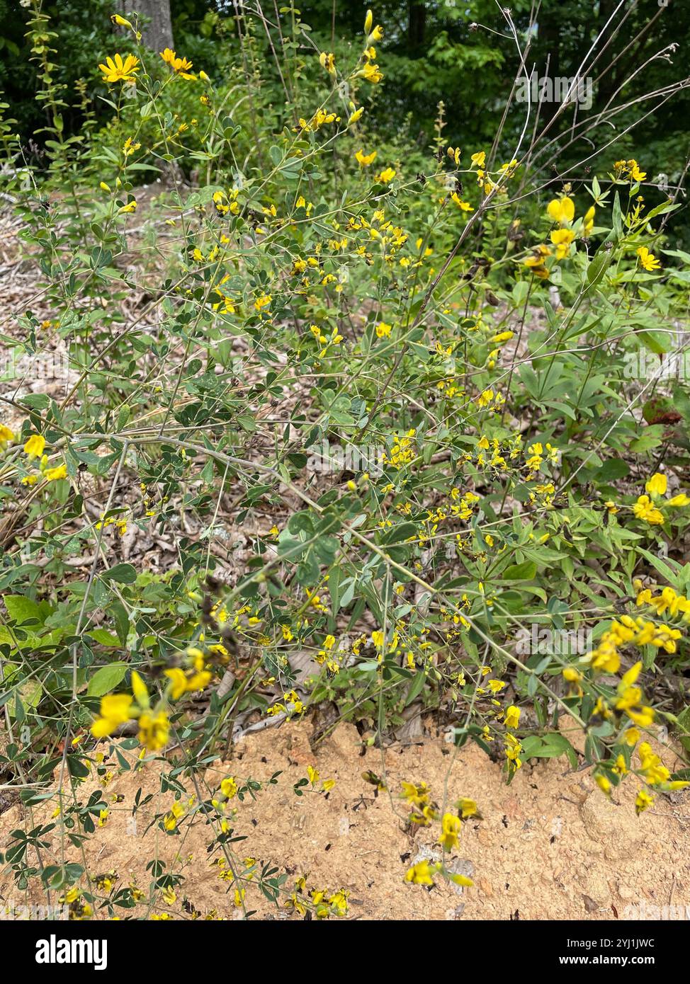 eastern wild indigo (Baptisia tinctoria Stock Photo - Alamy