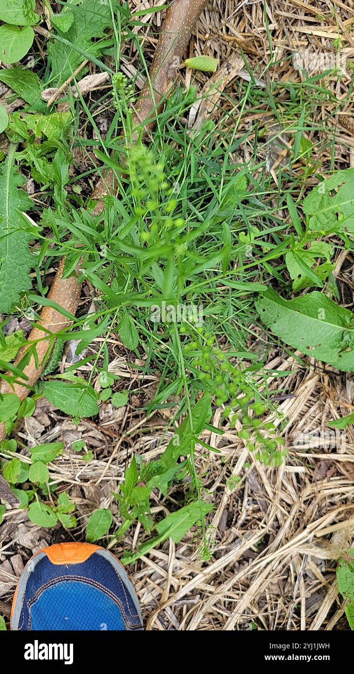 Virginia pepperweed (Lepidium virginicum Stock Photo - Alamy