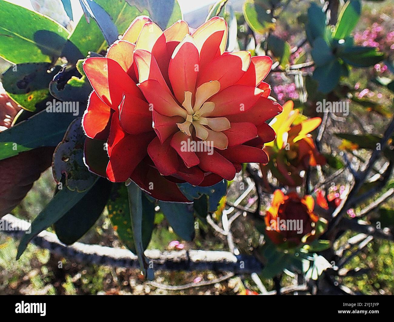 Wagon Tree (Protea nitida Stock Photo - Alamy