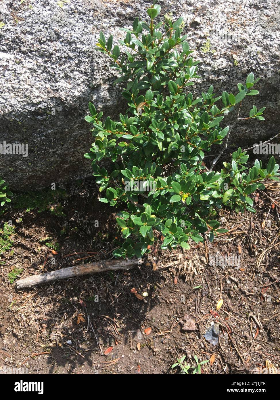 Oregon Boxwood (Paxistima myrsinites Stock Photo - Alamy