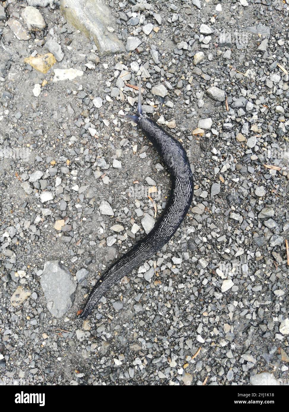 Ash black slug hi-res stock photography and images - Alamy