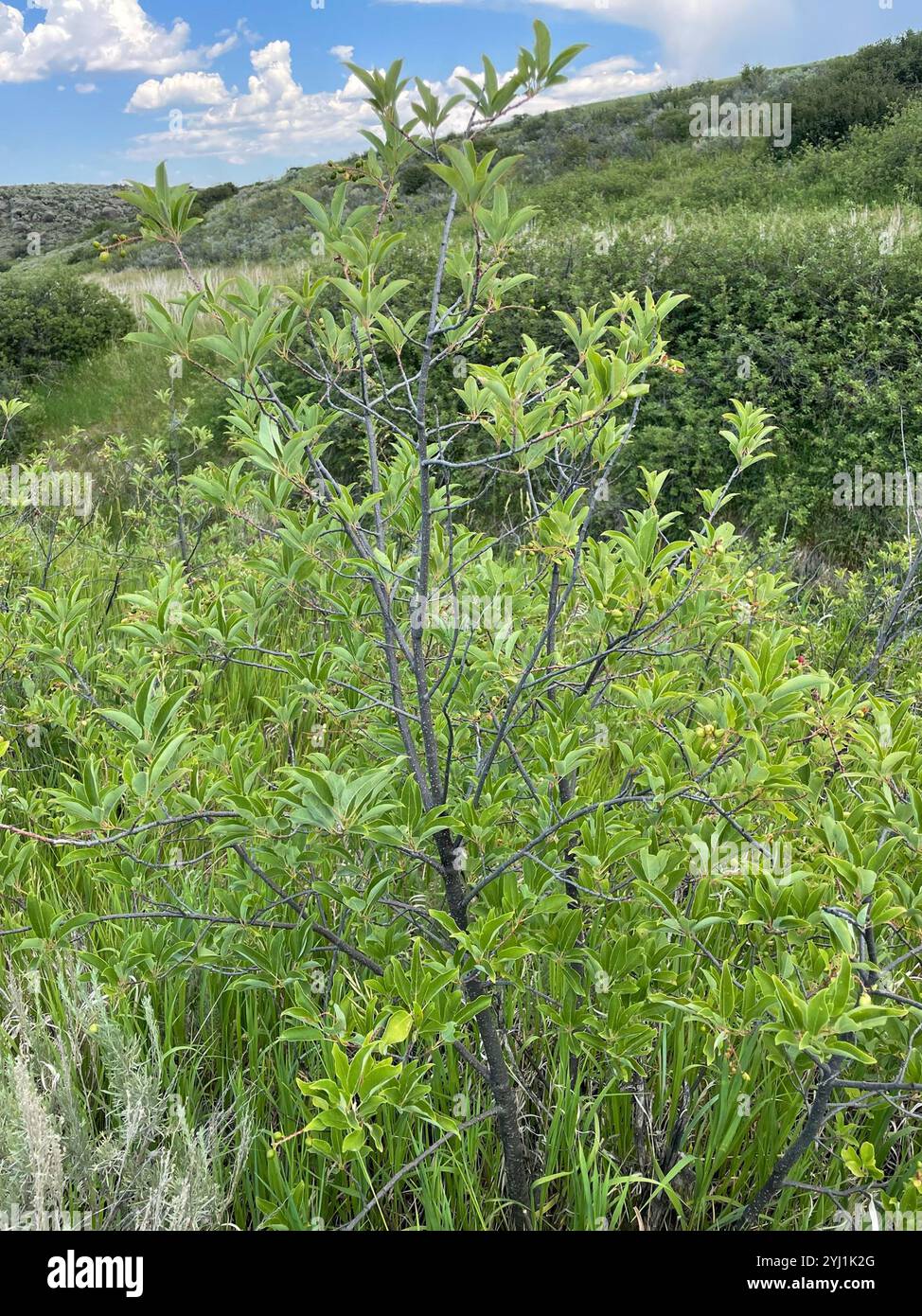 chokecherry (Prunus virginiana Stock Photo - Alamy
