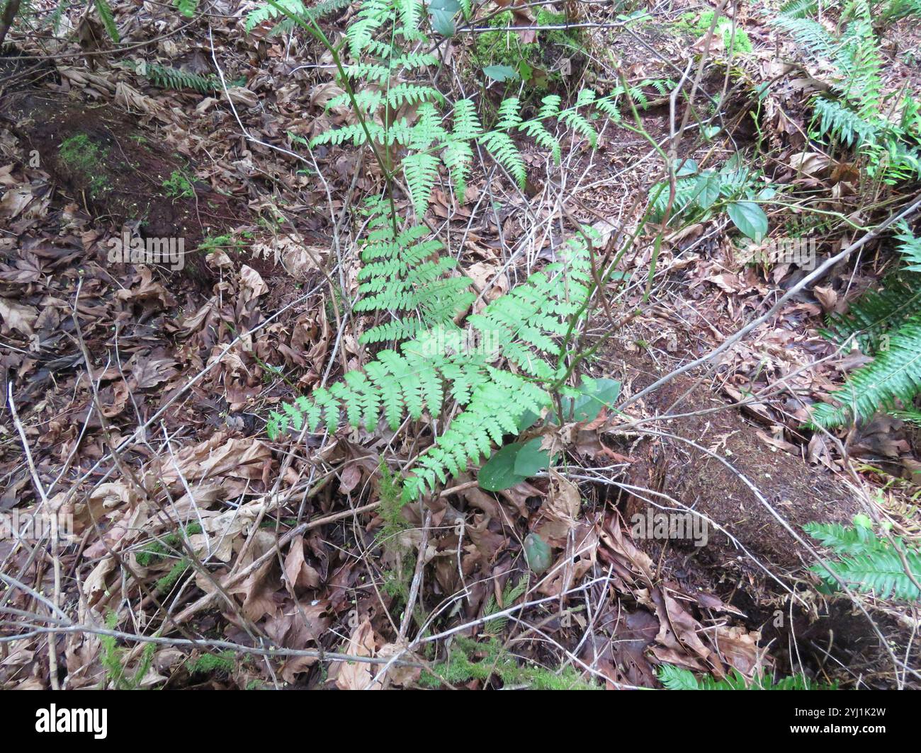 common bracken (Pteridium aquilinum Stock Photo - Alamy
