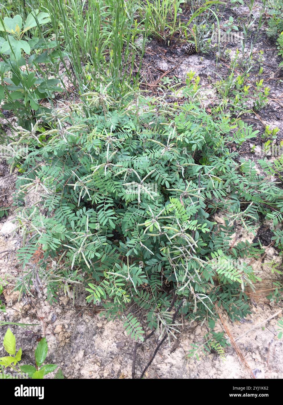 goat's rue (Tephrosia virginiana Stock Photo - Alamy