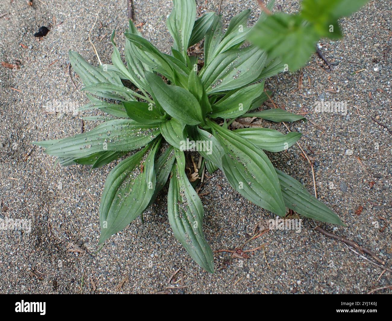 ribwort plantain (Plantago lanceolata Stock Photo - Alamy