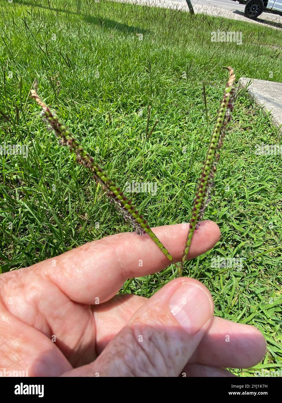 Paspalum notatum hi-res stock photography and images - Alamy