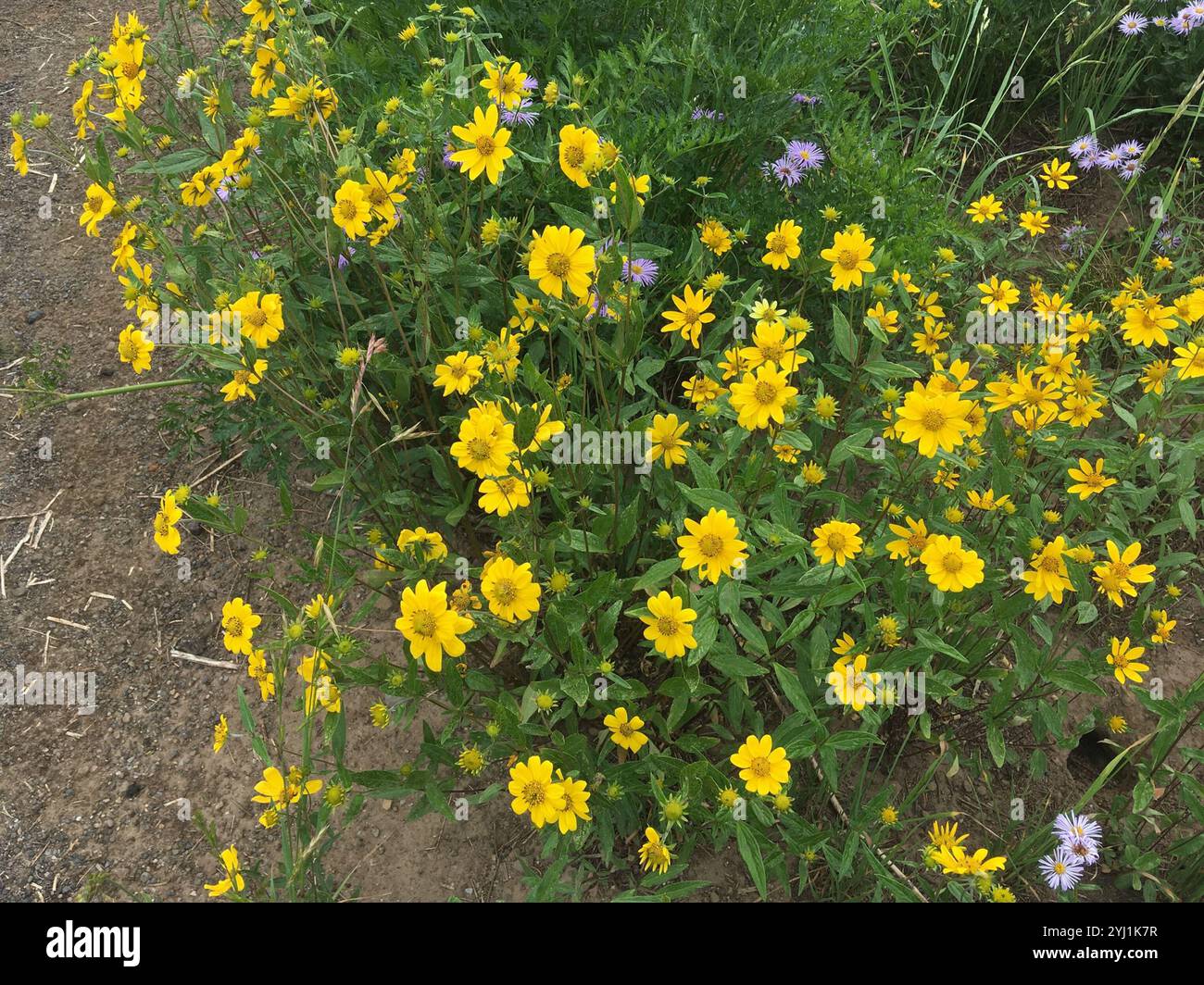 Showy goldeneye hi-res stock photography and images - Alamy