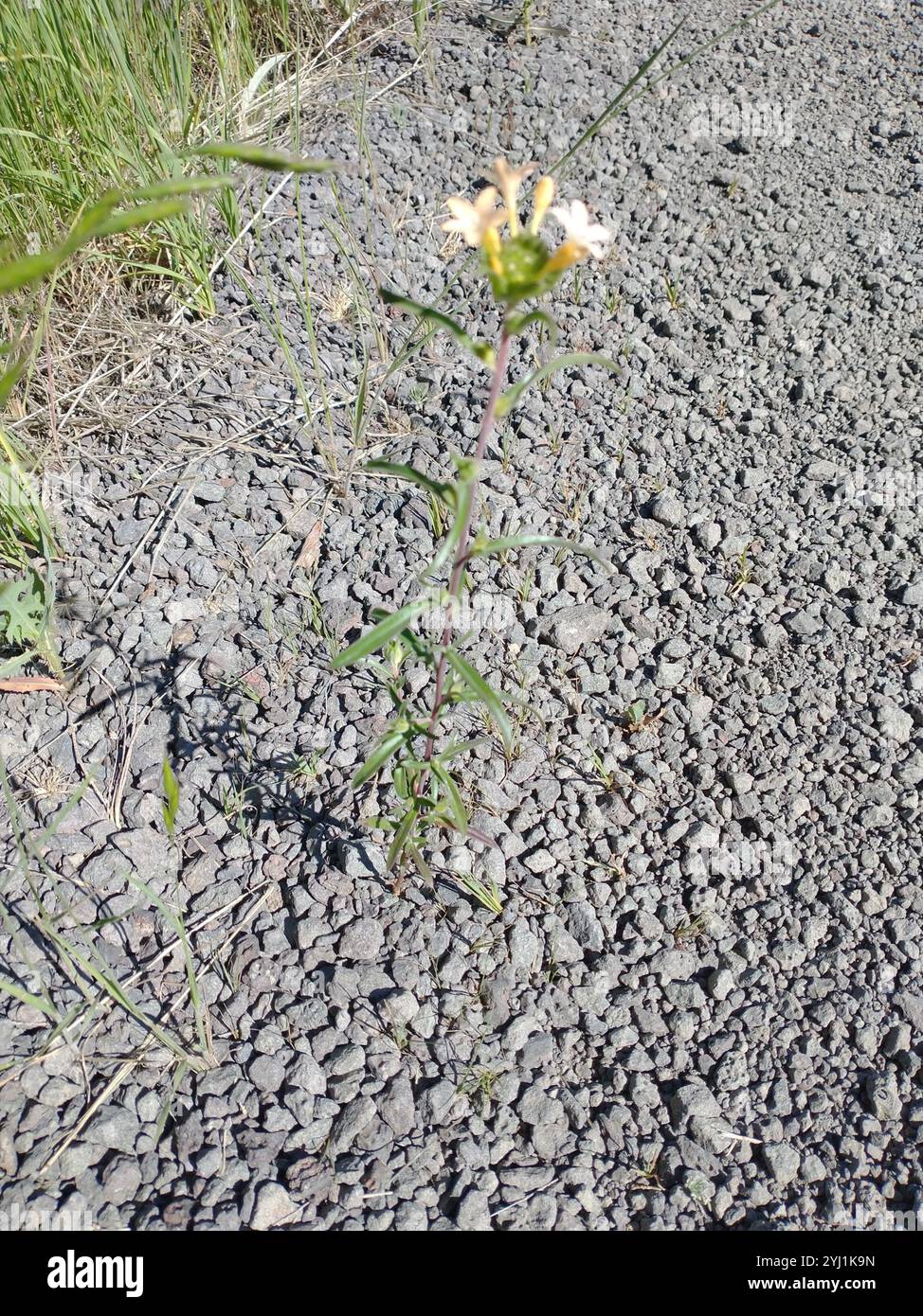 grand collomia (Collomia grandiflora Stock Photo - Alamy