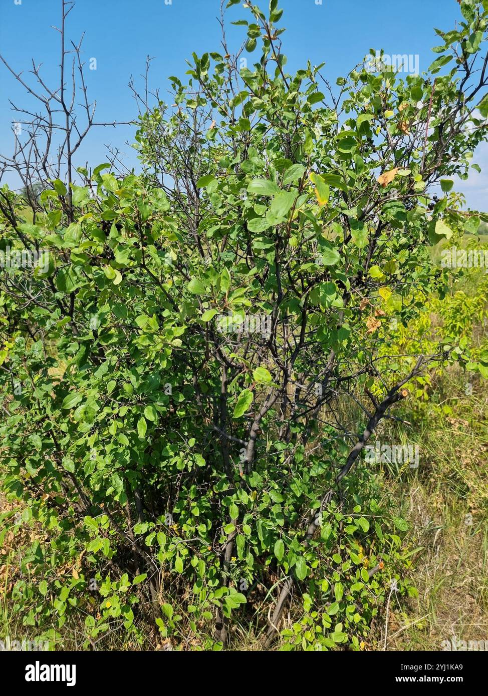 common buckthorn (Rhamnus cathartica Stock Photo - Alamy
