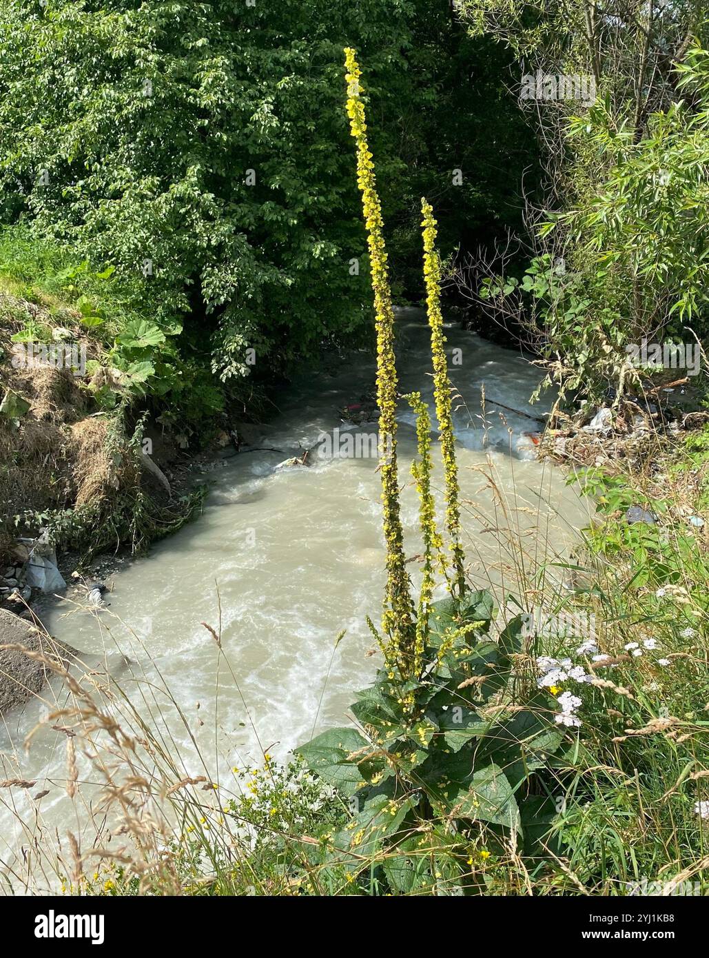 Dark Mullein (Verbascum nigrum Stock Photo - Alamy