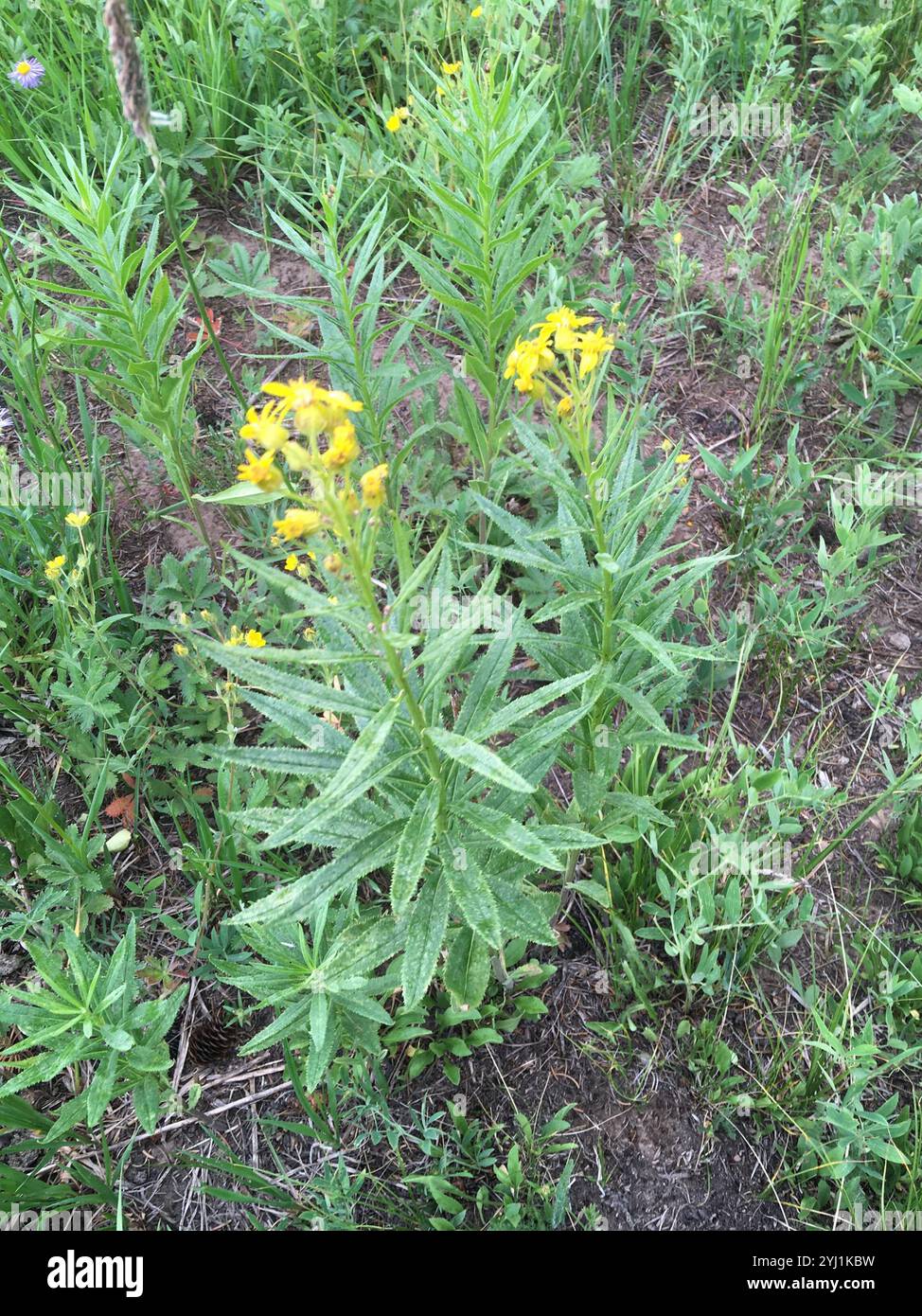 Tall Ragwort (Senecio serra Stock Photo - Alamy