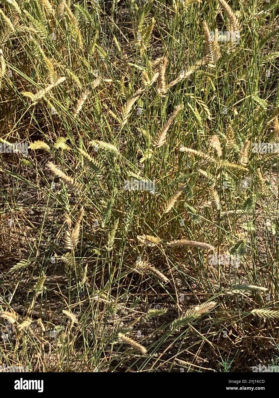 Crested wheatgrass hi-res stock photography and images - Alamy
