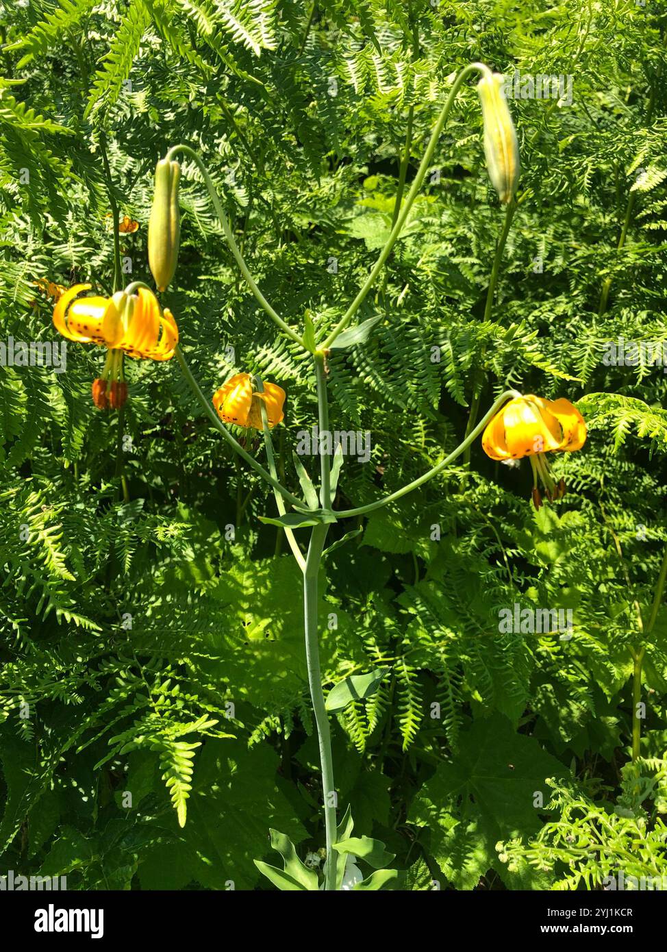 Columbia lily (Lilium columbianum Stock Photo - Alamy