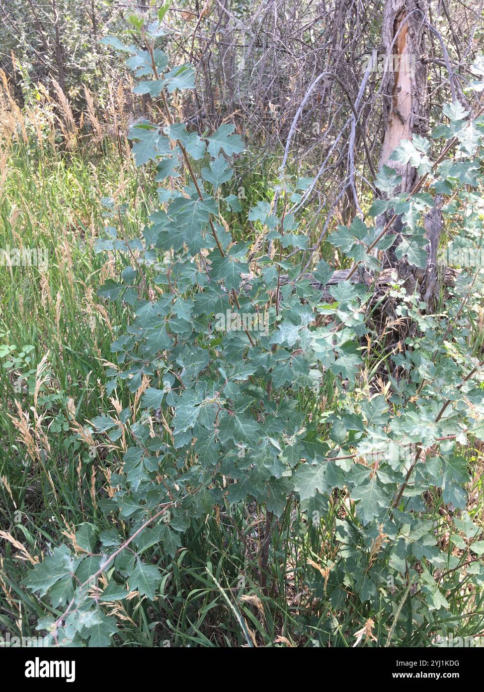 fragrant sumac (Rhus aromatica Stock Photo - Alamy
