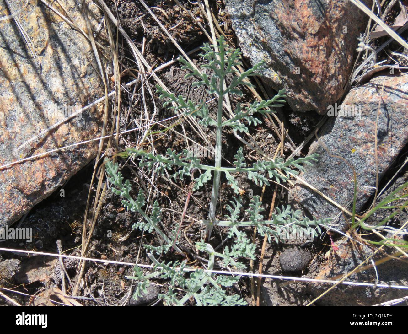 Bigseed hi-res stock photography and images - Alamy