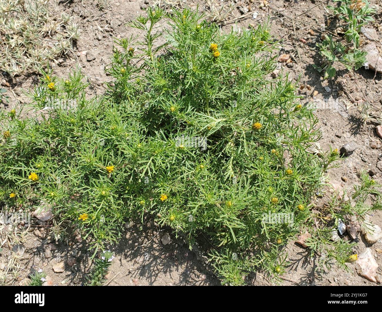 Fetid marigold (Dyssodia papposa Stock Photo - Alamy