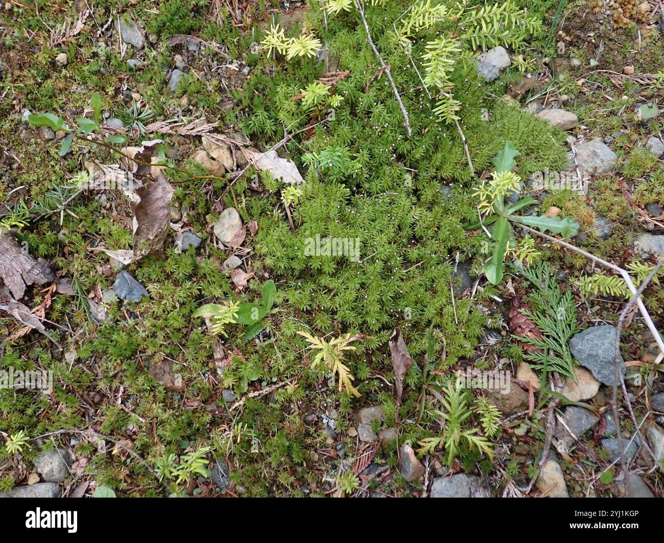 Contortum hi-res stock photography and images - Alamy