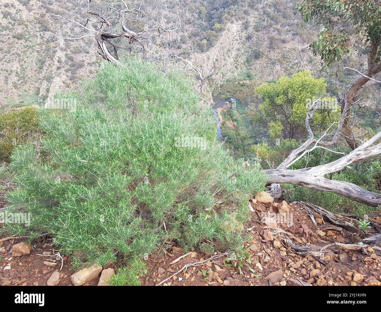 Shiny Cassinia (Cassinia longifolia Stock Photo - Alamy