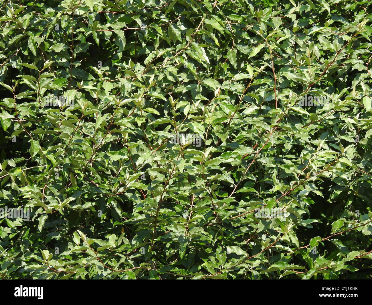 autumn olive (Elaeagnus umbellata Stock Photo - Alamy