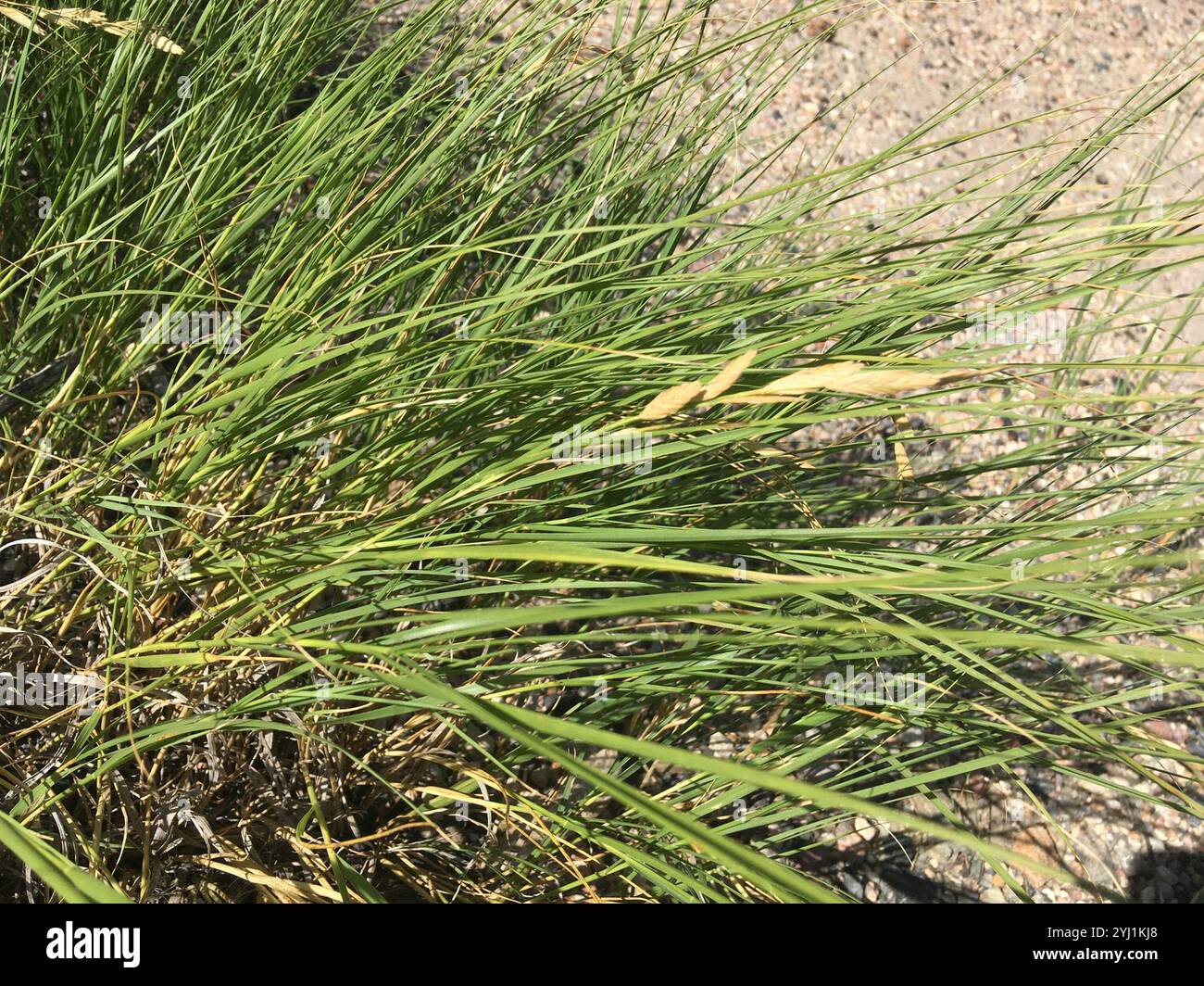 Marsh Hay Cordgrass (Sporobolus pumilus Stock Photo - Alamy
