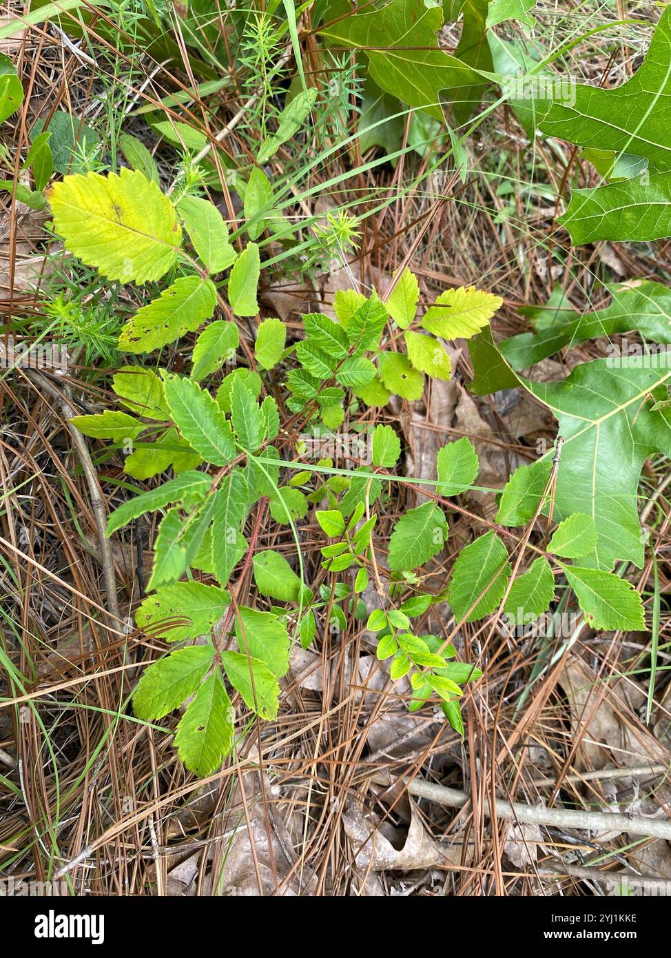 Michaux's sumac (Rhus michauxii Stock Photo - Alamy