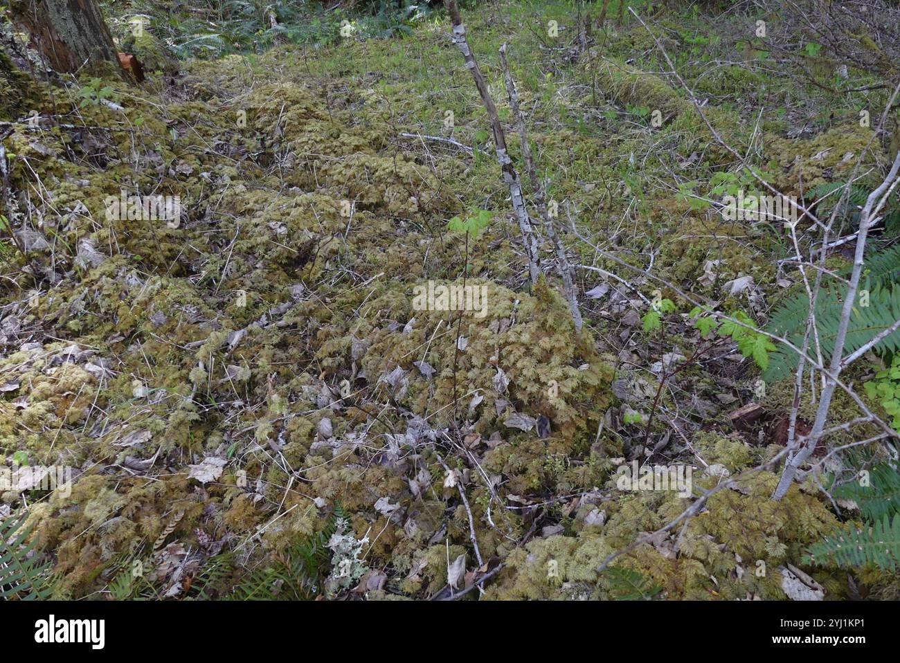 stairstep moss (Hylocomium splendens Stock Photo - Alamy