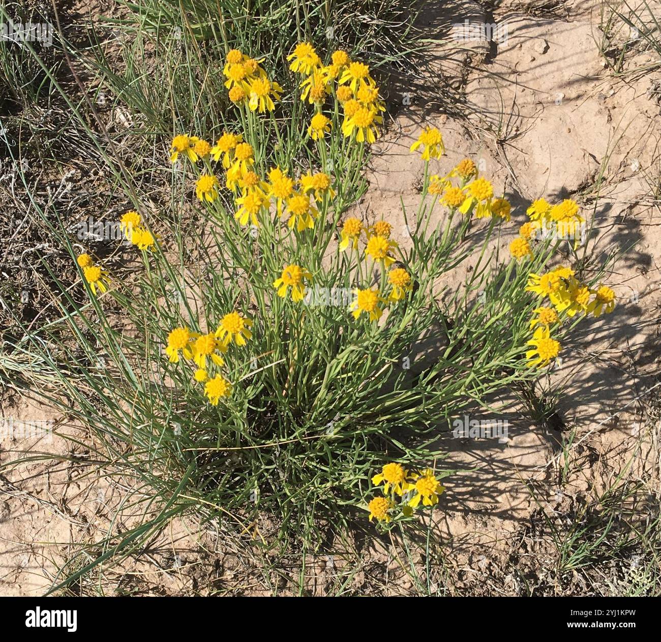 vascular plants (Tracheophyta Stock Photo - Alamy