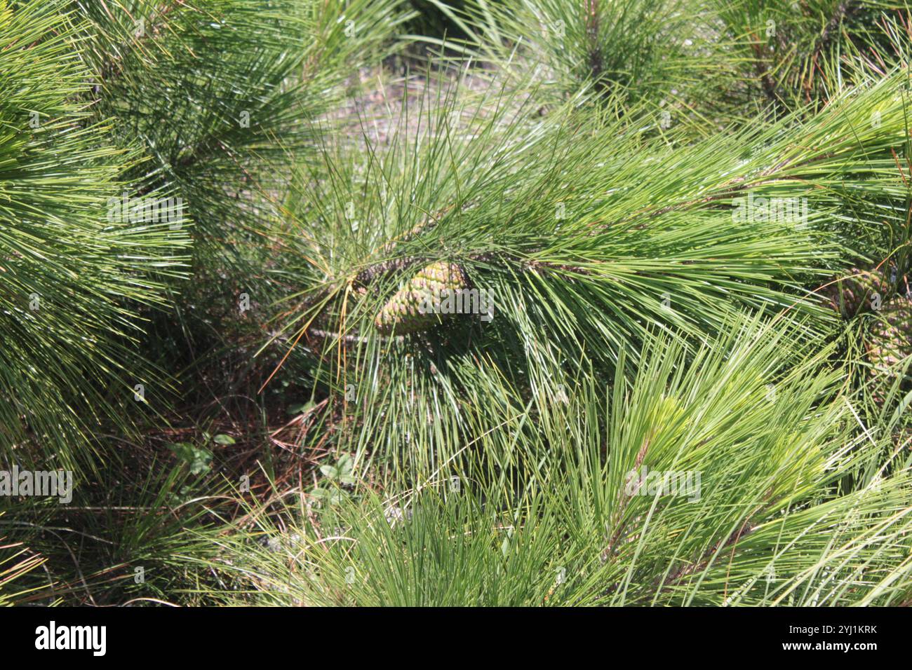 longleaf pine (Pinus palustris Stock Photo - Alamy