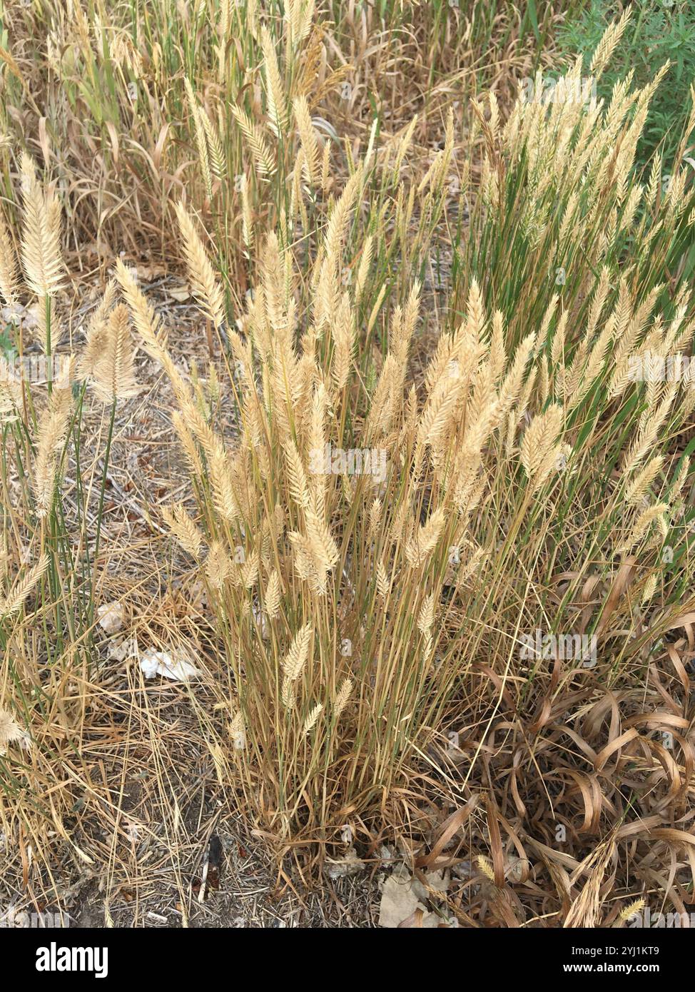 Crested Wheatgrass (Agropyron cristatum Stock Photo - Alamy