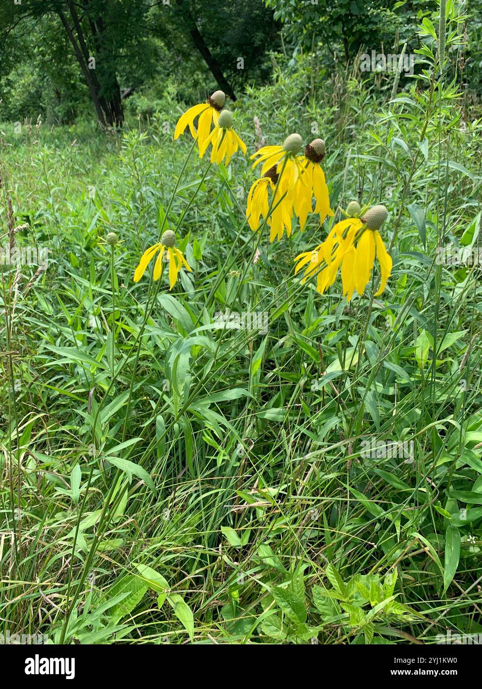 grey-headed coneflower (Ratibida pinnata Stock Photo - Alamy