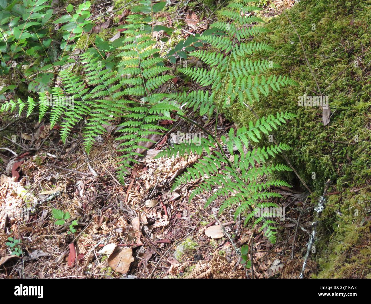 common bracken (Pteridium aquilinum Stock Photo - Alamy