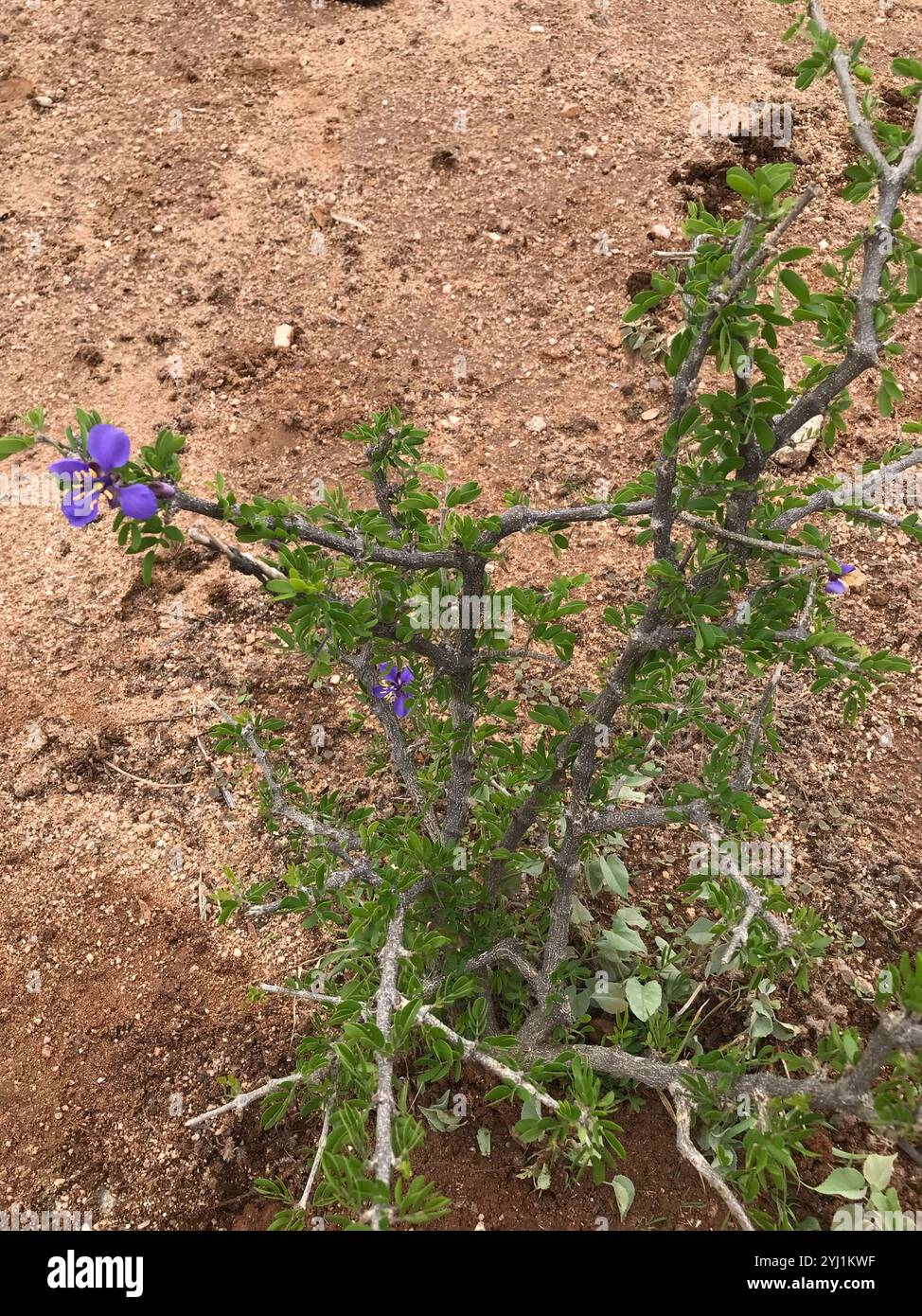 guayacan (Guaiacum coulteri Stock Photo - Alamy