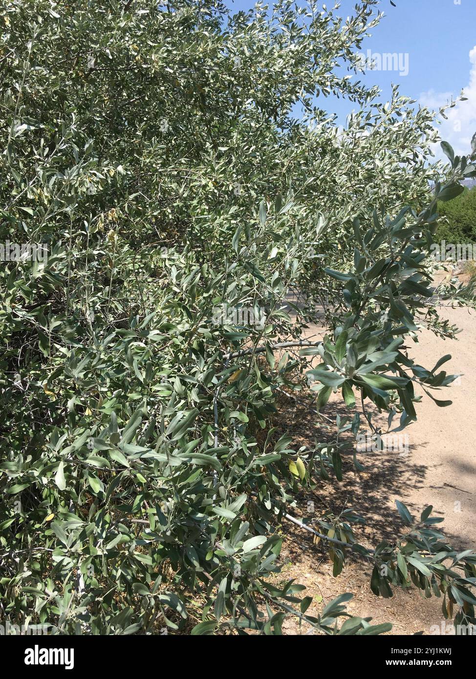 Russian olive (Elaeagnus angustifolia Stock Photo - Alamy