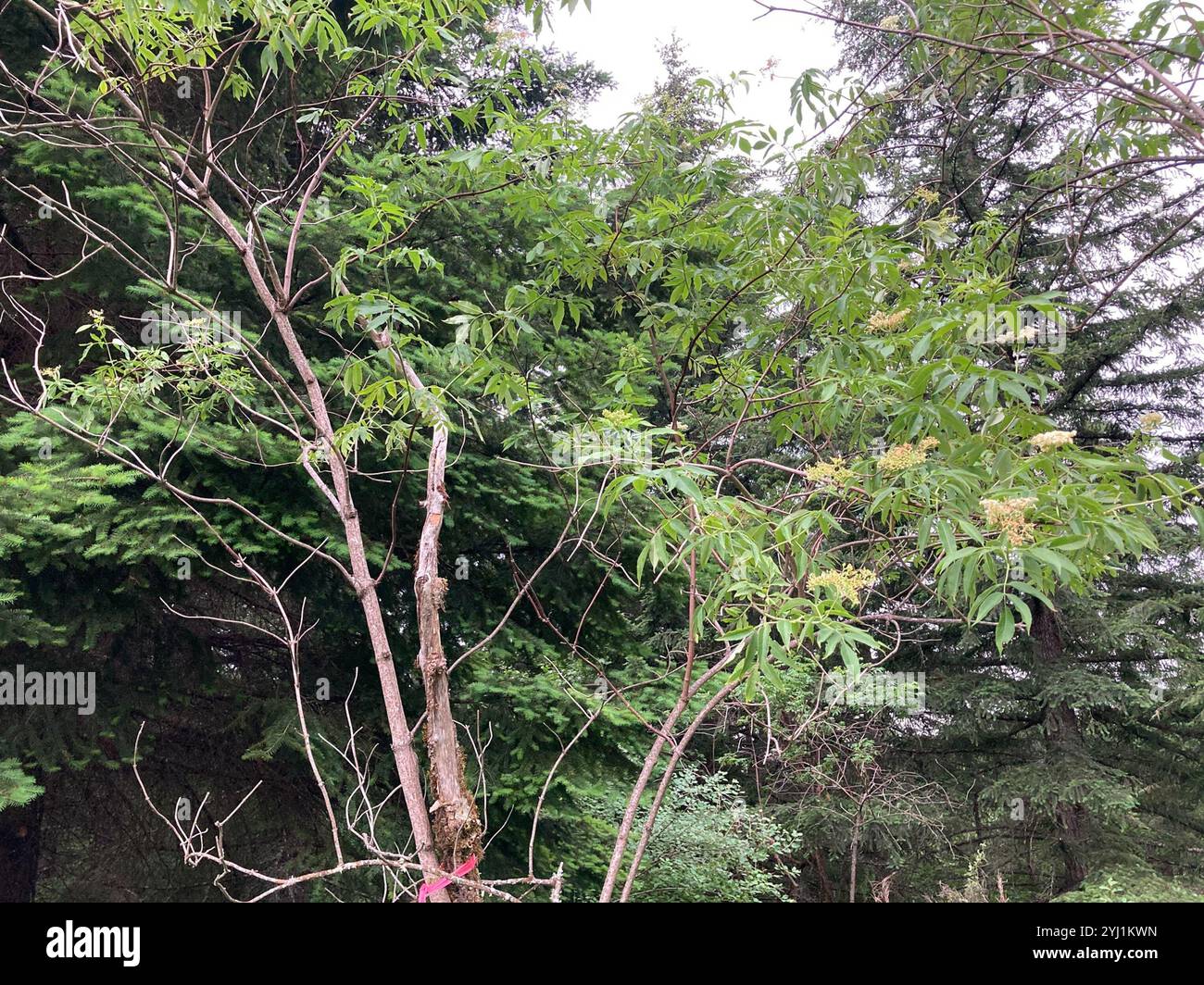 blue elder (Sambucus cerulea Stock Photo - Alamy