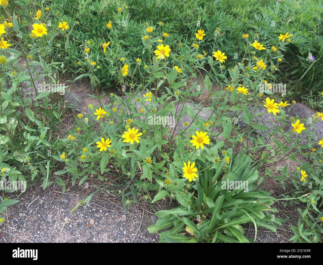 Showy goldeneye hi-res stock photography and images - Alamy