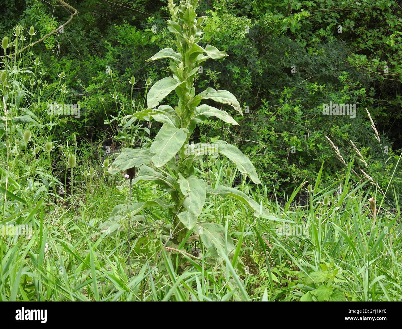 great mullein (Verbascum thapsus Stock Photo - Alamy