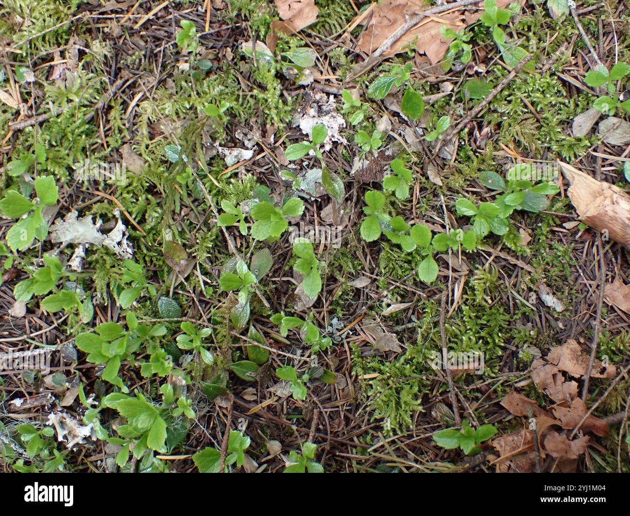 Twinflower (Linnaea borealis Stock Photo - Alamy