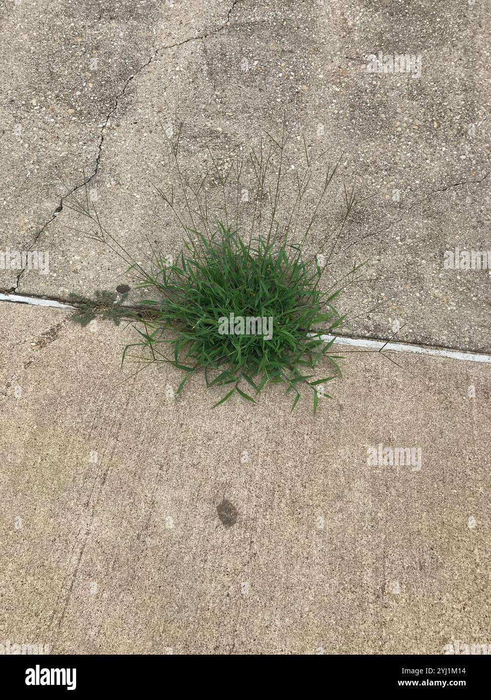 Hairy Crabgrass (Digitaria sanguinalis Stock Photo - Alamy