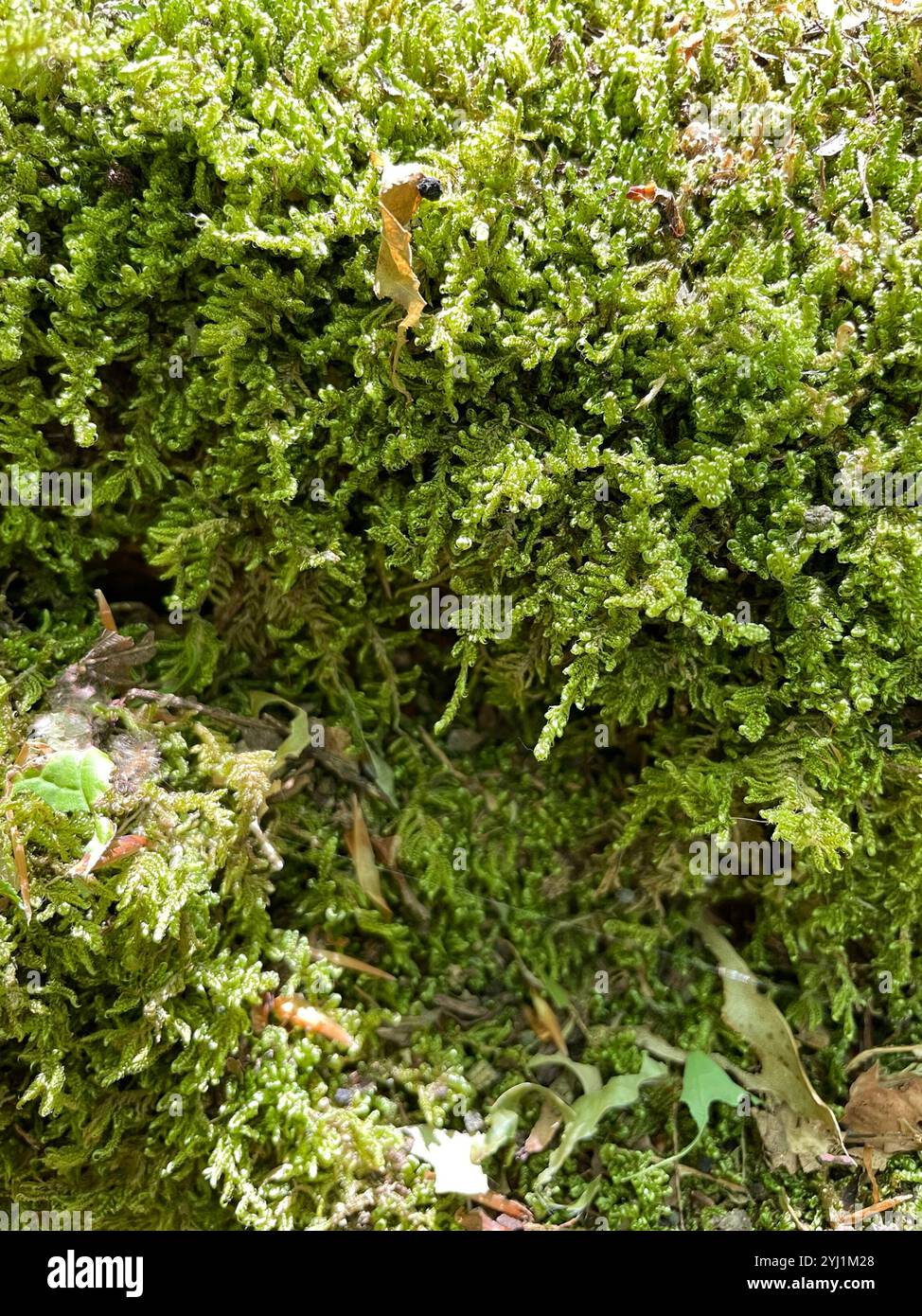 brocade moss (Callicladium imponens Stock Photo - Alamy