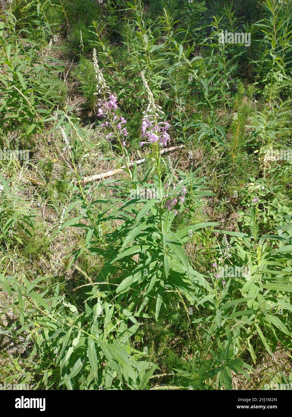 fireweed (Chamaenerion angustifolium Stock Photo - Alamy