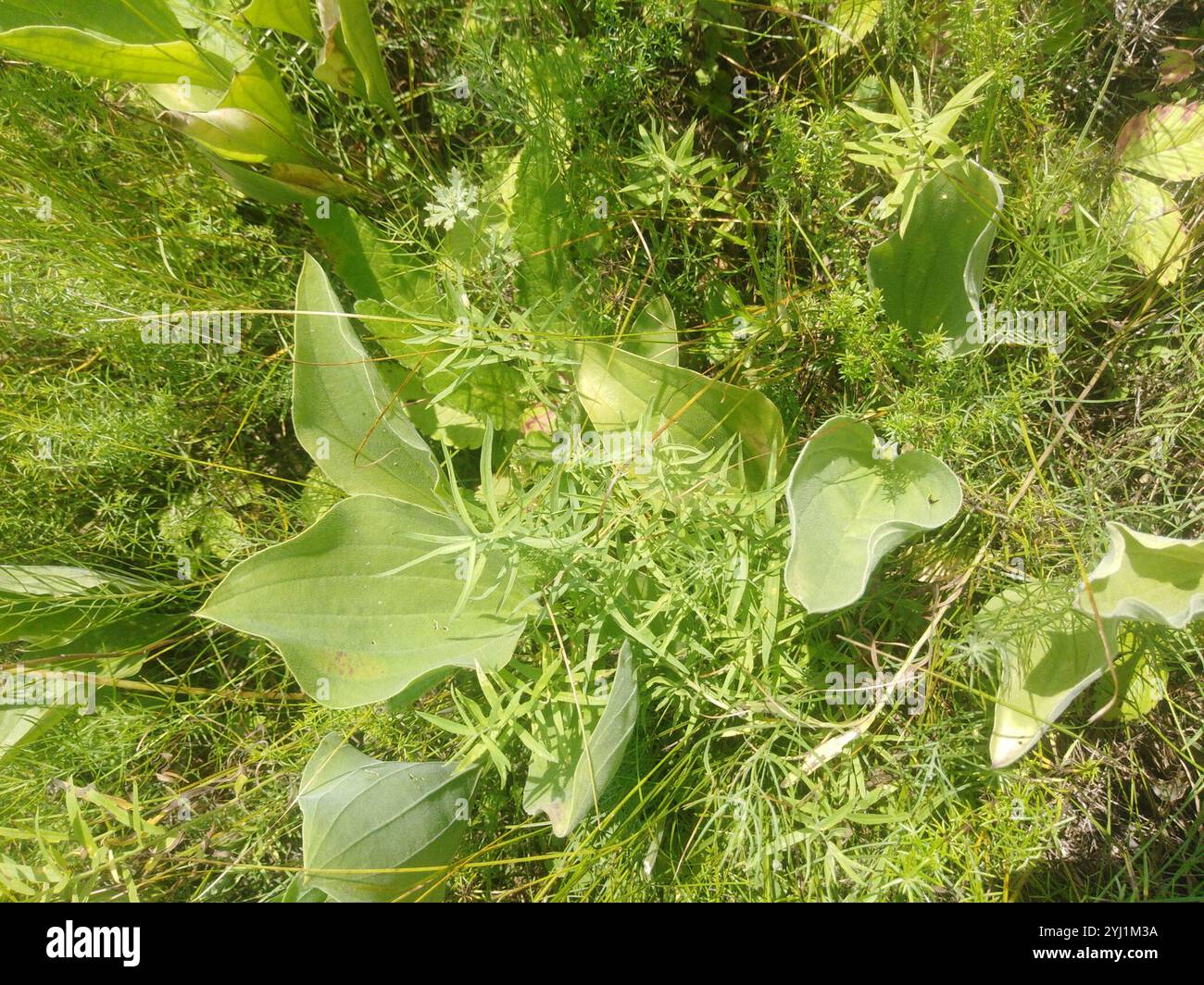 Plantago maxima hi-res stock photography and images - Alamy
