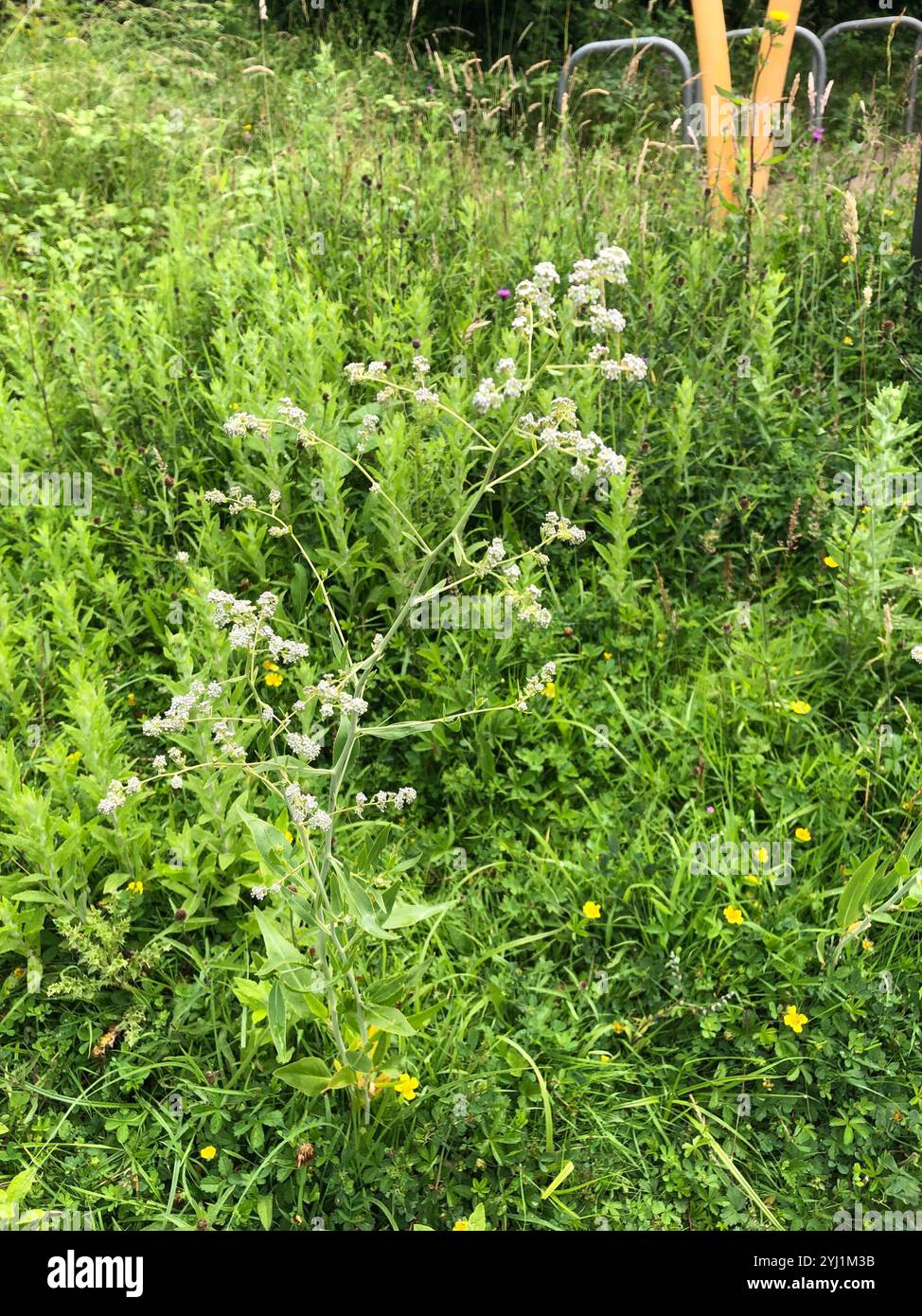 broadleaved pepperweed (Lepidium latifolium Stock Photo - Alamy