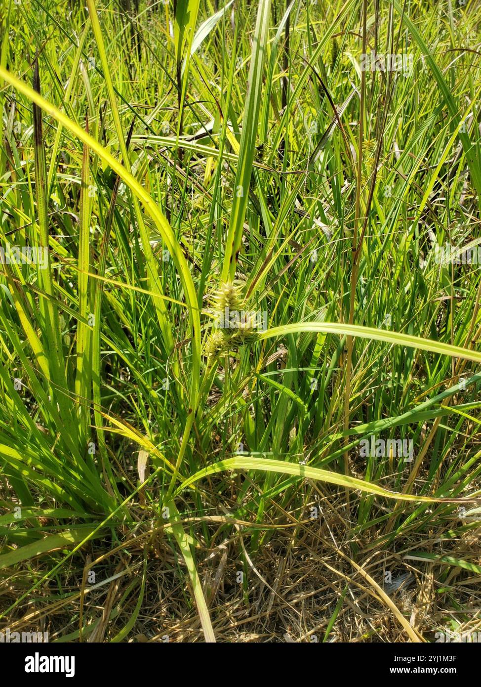 hop sedge (Carex lupulina Stock Photo - Alamy