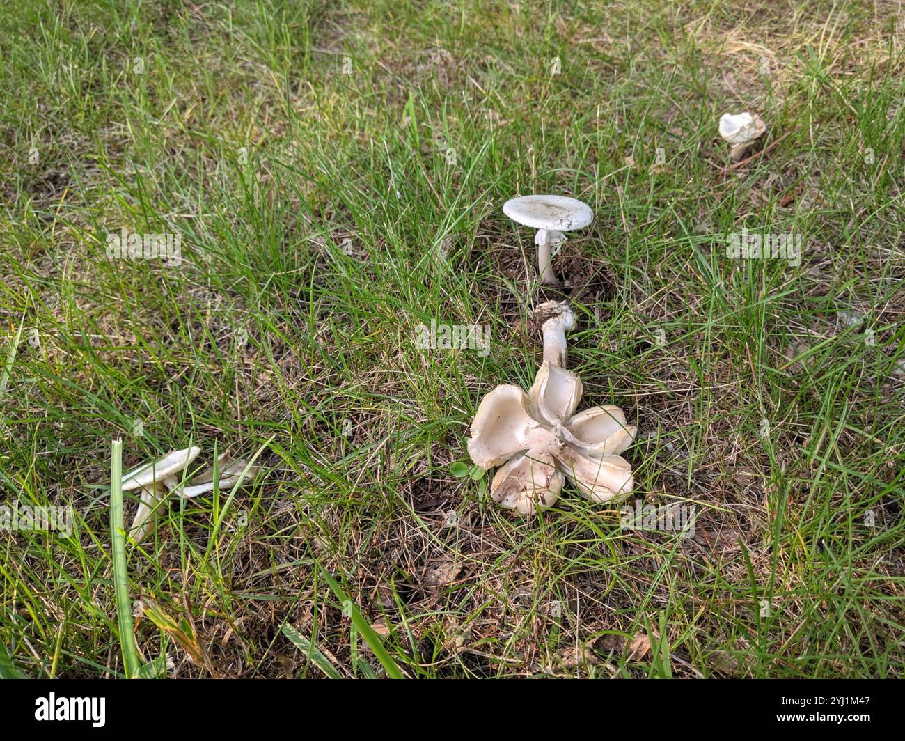 Phalloideae hi-res stock photography and images - Alamy
